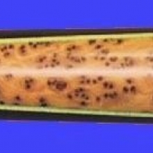 Glover Cues – Lindrum McConachy replica | Glover Cues